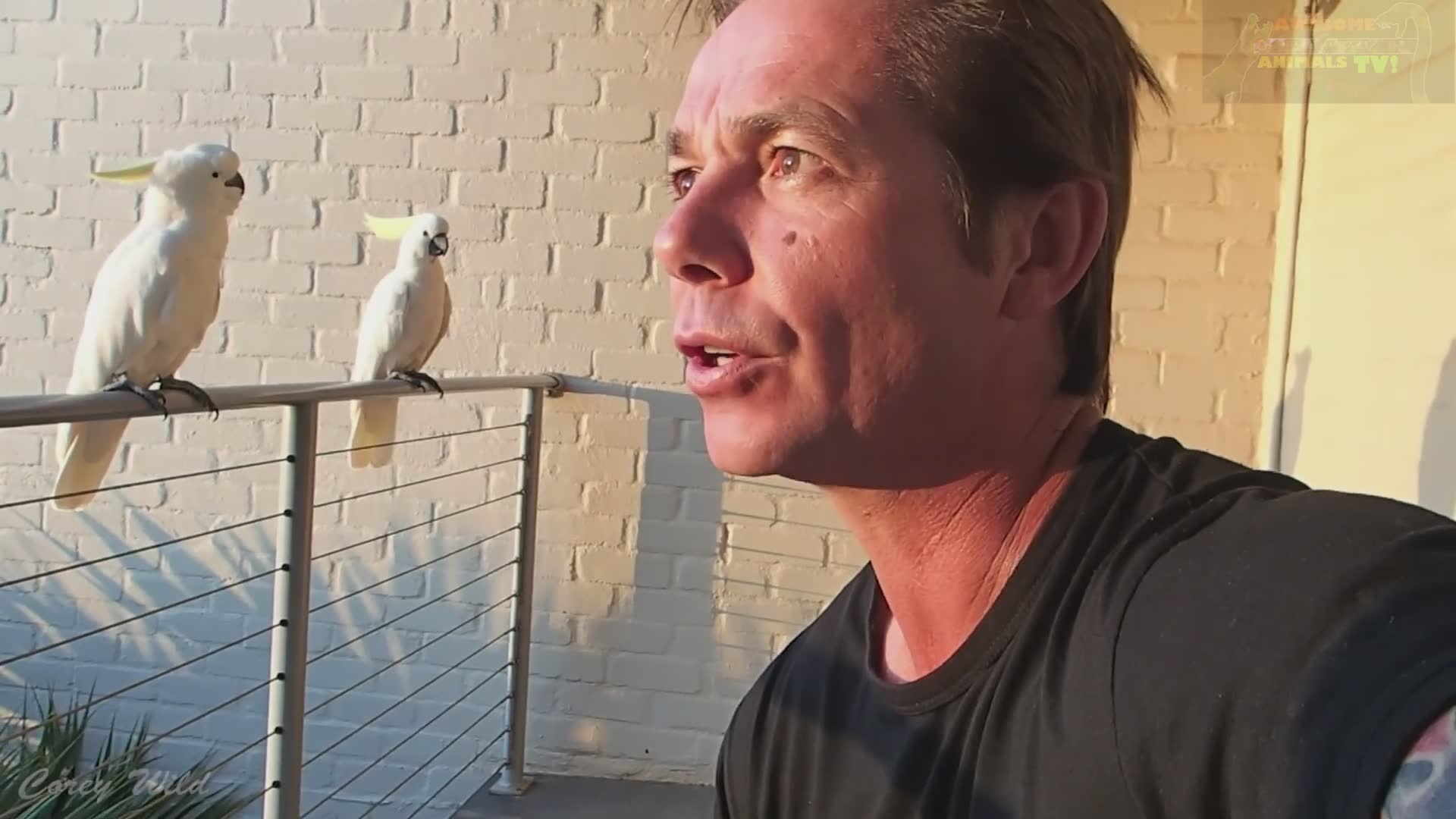Hilarious wild cockatoo destructive behavior