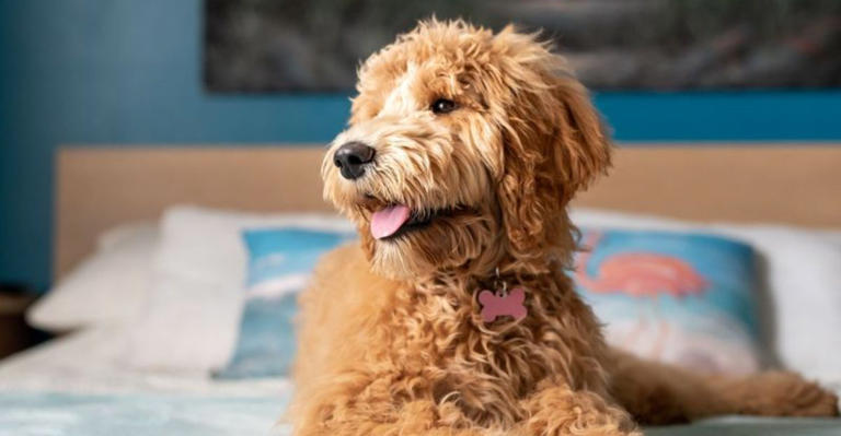 Many behavior problems start here – 10 daily mistakes owners don't notice