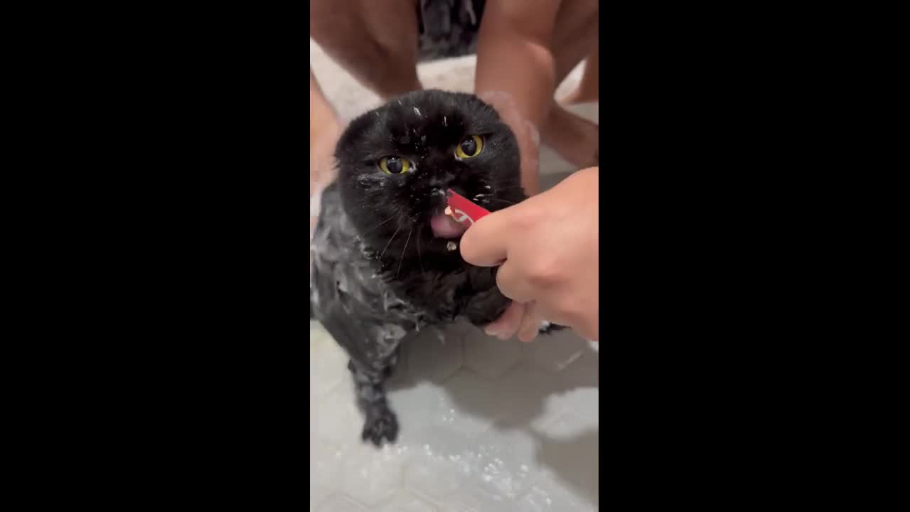 Cat turns bath cries into treat moments in Orlando, USA