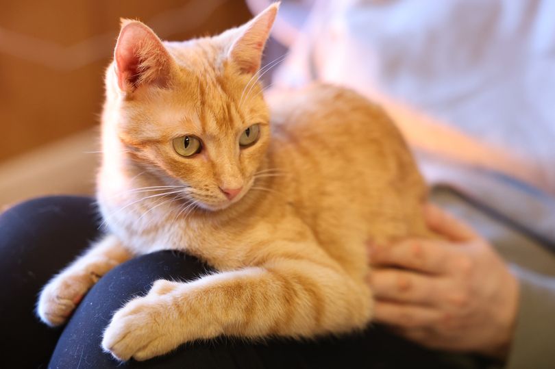 North East Cat Café Rescue celebrating success with over 200 cats ...