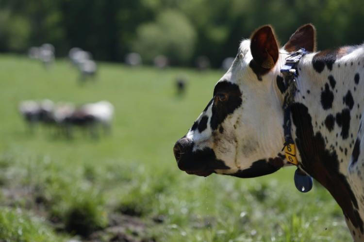 Tuberculose bovine. « 1 300 animaux qui ont été ou vont être abattus ...