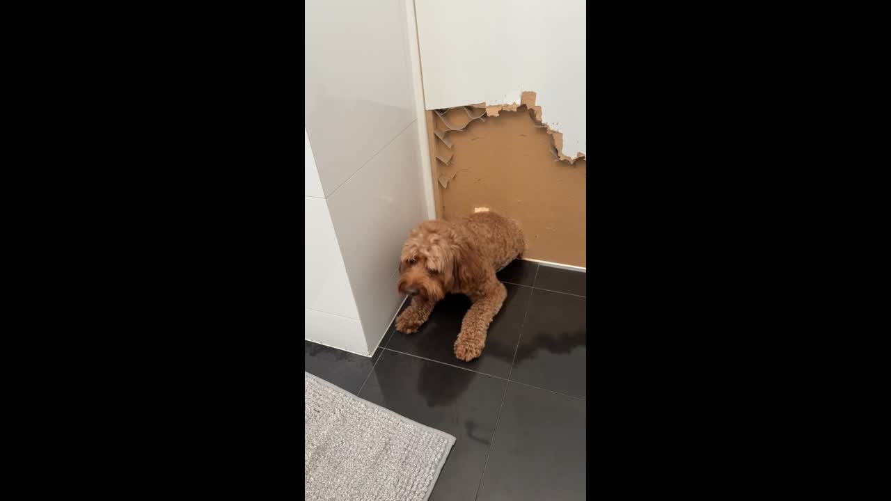 Dog sneaks through homemade door hole in Sydney, Australia