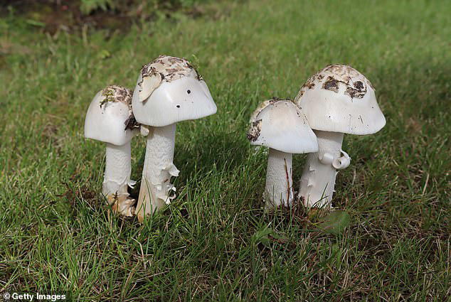 Death cap mushrooms kill three, leave others needing organ transplants ...