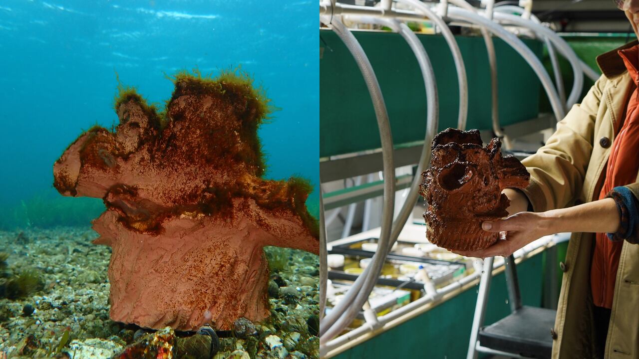 NS artist helps kelp grow in homemade clay pots in underwater art ...