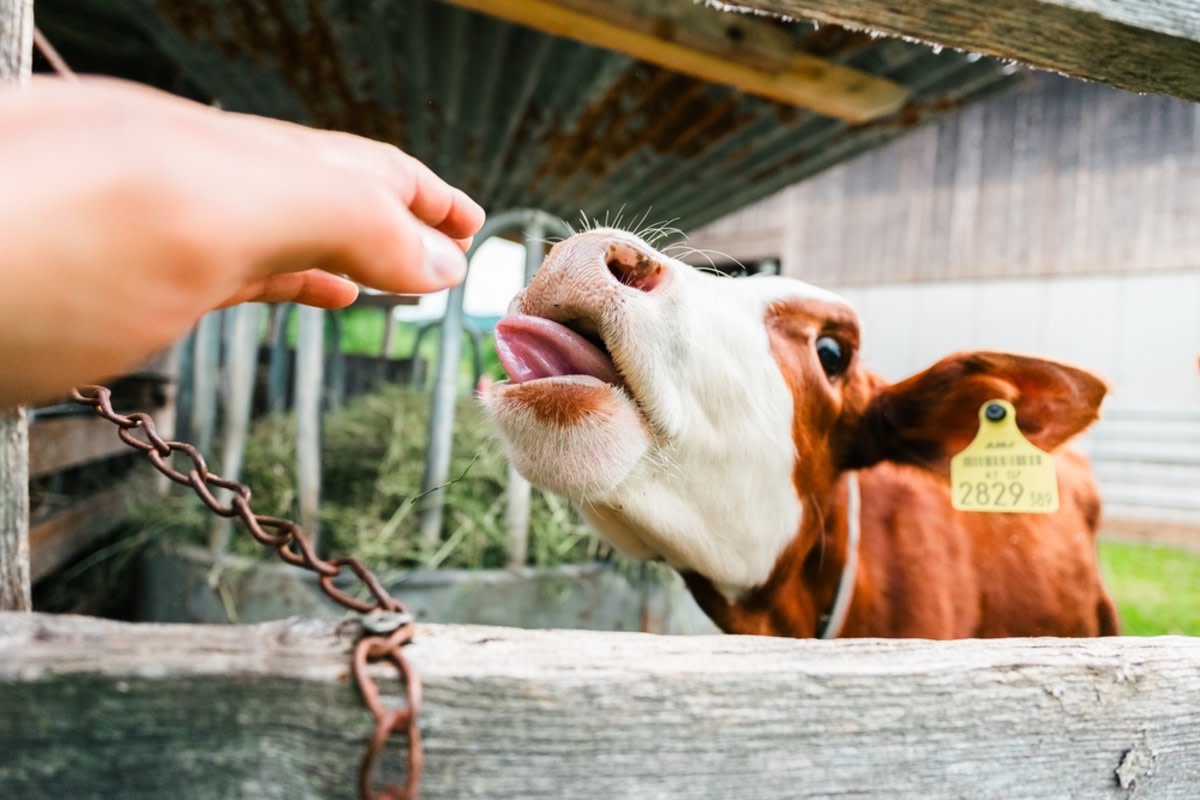 Cow’s hilarious way of eating with the rest of the herd is making us ...