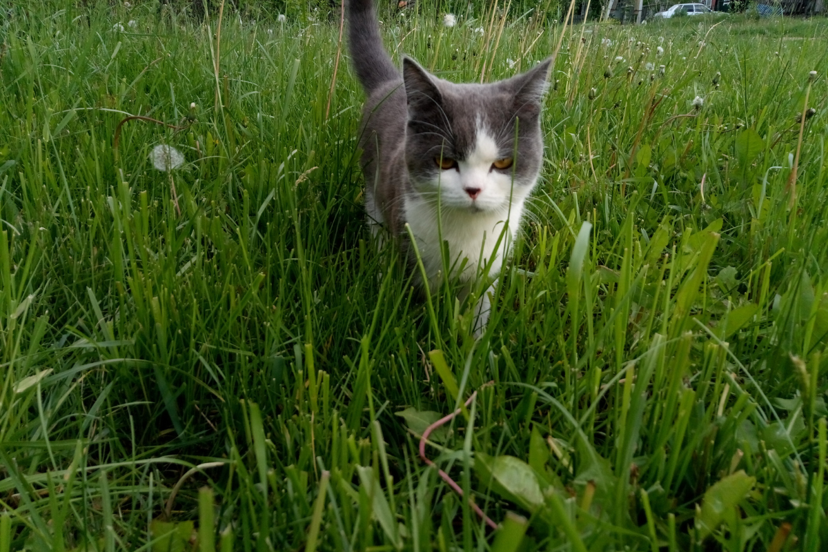 Rescue dwarf cat narrates her garden adventure one step at a time