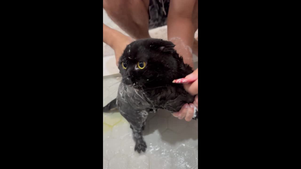 Cat turns bath cries into treat moments in Orlando, USA