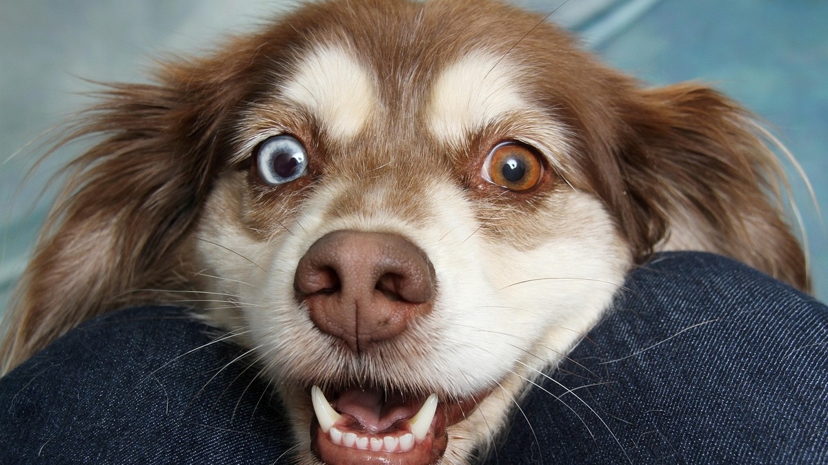 If your dog does any of these 10 things at home, it means he's not happy