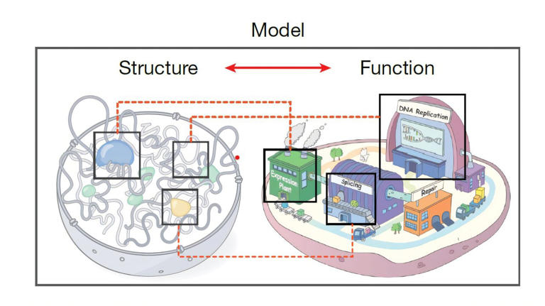International collaboration produces detailed models of the 3D genome ...