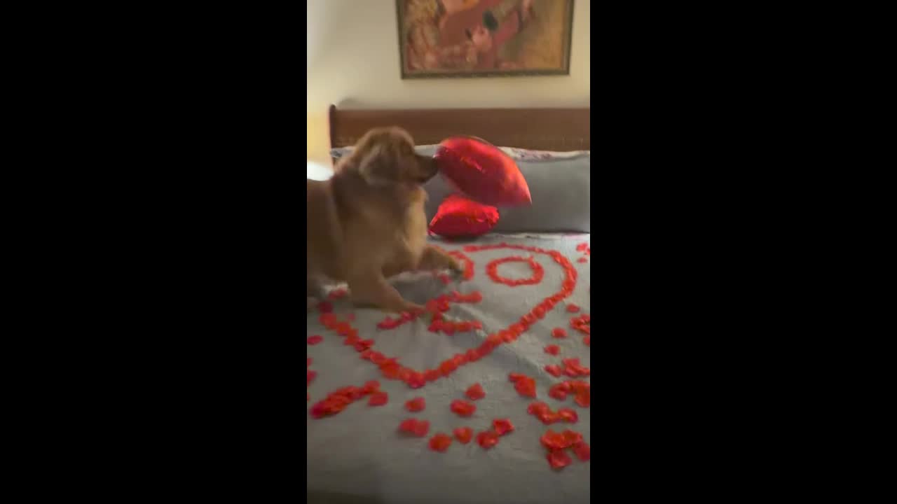 Excited golden retriever disrupts birthday surprise in São Paulo, Brazil