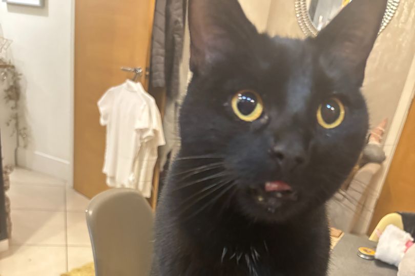 Northumberland cat left with wonky jaw after having to be cut out of ...