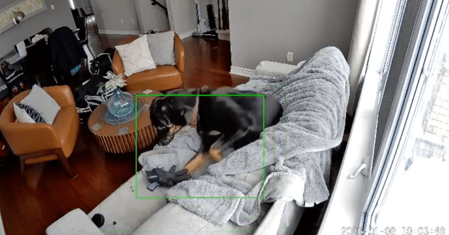 Video: Dog chewing heated glove starts fire in home’s living room