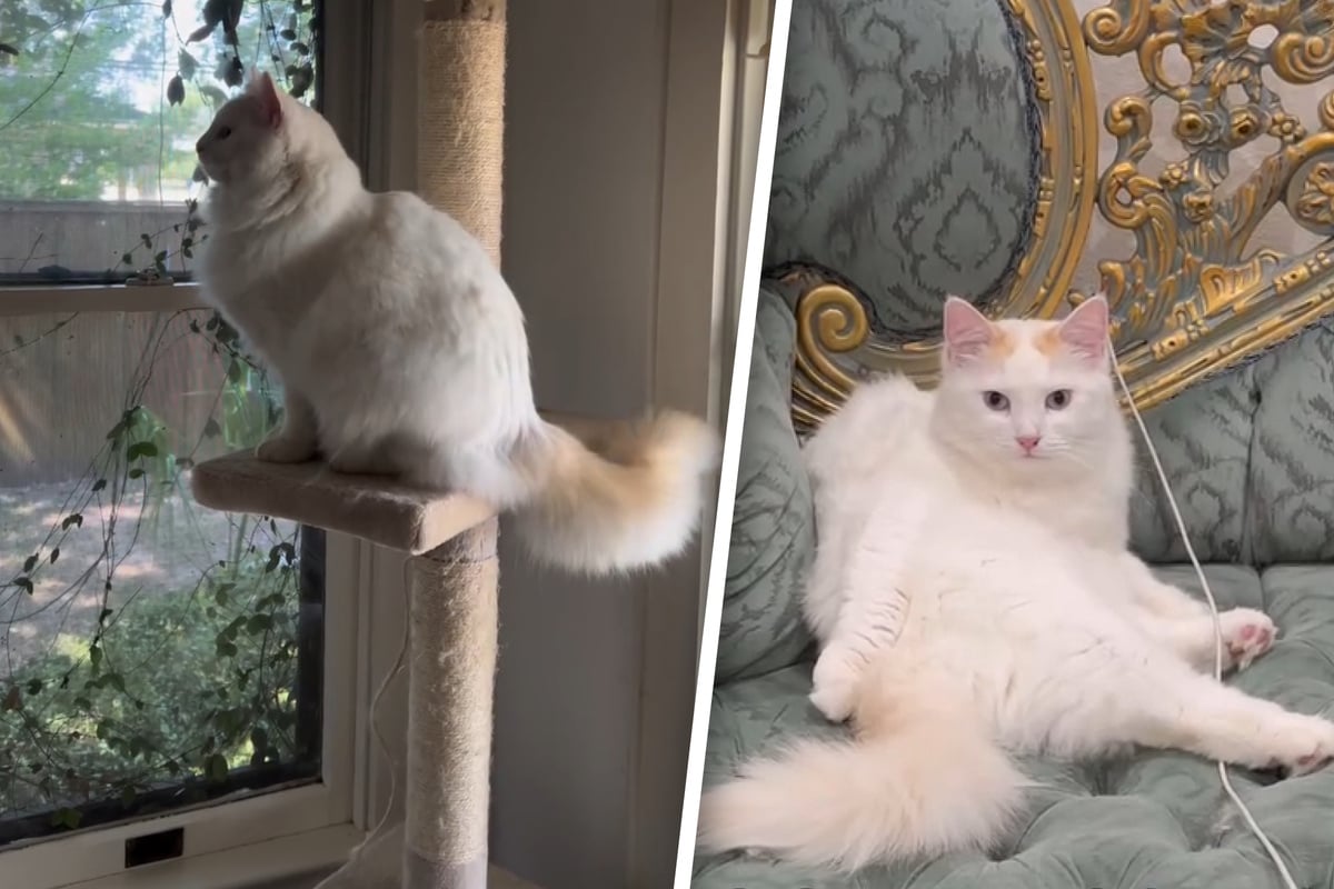 Grieving cat owner shelled out $25,000 to clone her beloved feline friend