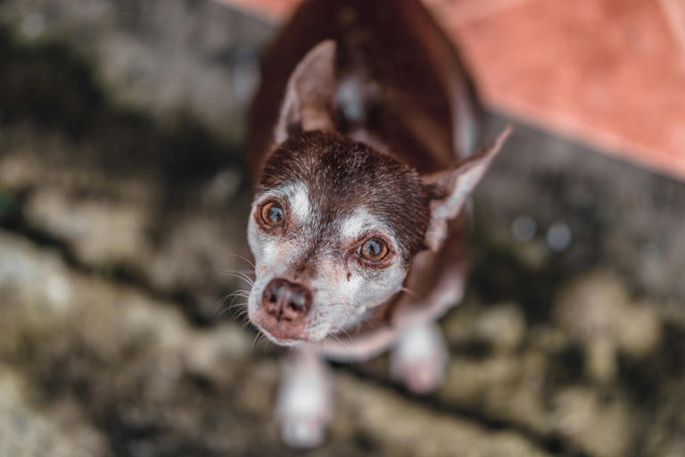 Senior chihuahua's snowy 'bucket list' adventure is one for the books