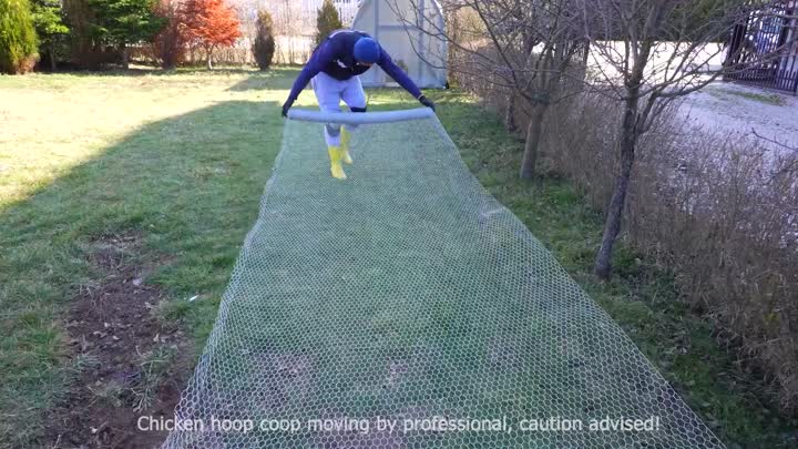 Transición de gallinas a un gallinero de aro