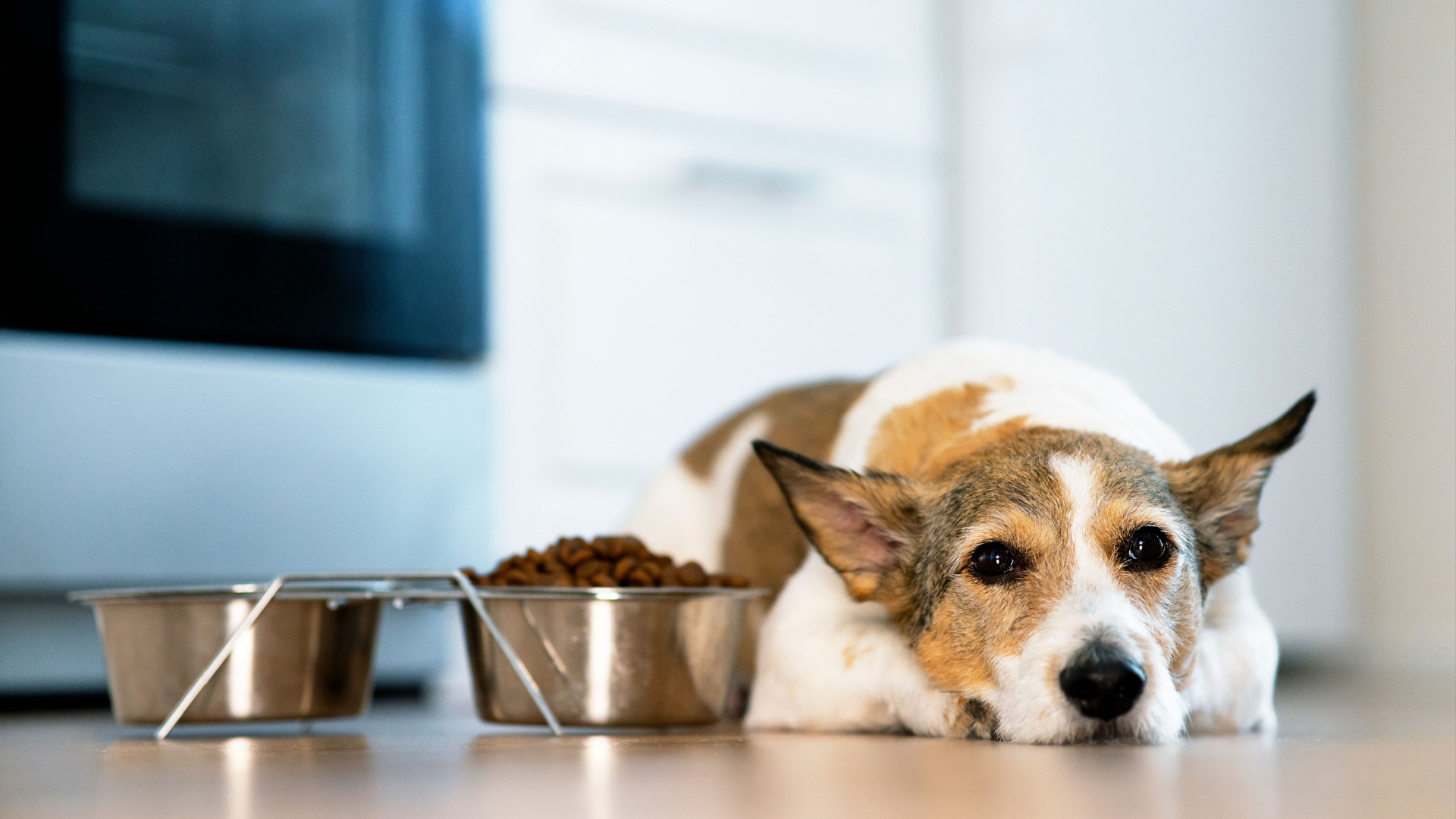 9 potential reasons why your dog is skipping meals that you should know