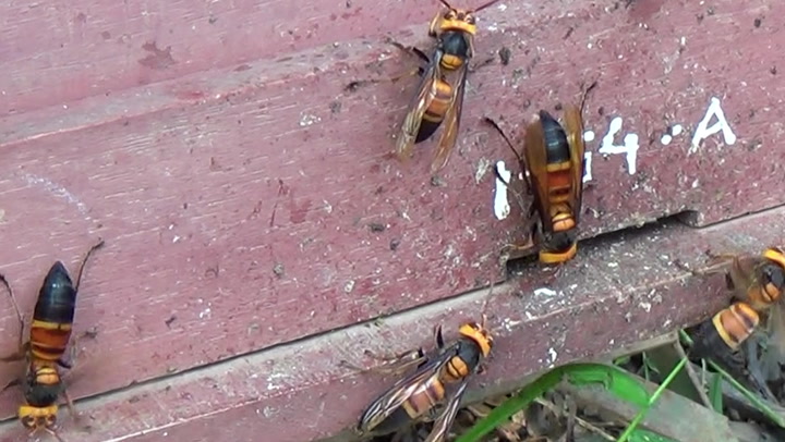 Bees scream when murder hornet cousins attack