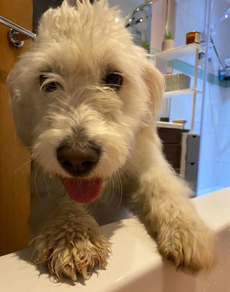 Therapy dog Mabel at Teynham Primary School found in Darenth Country ...