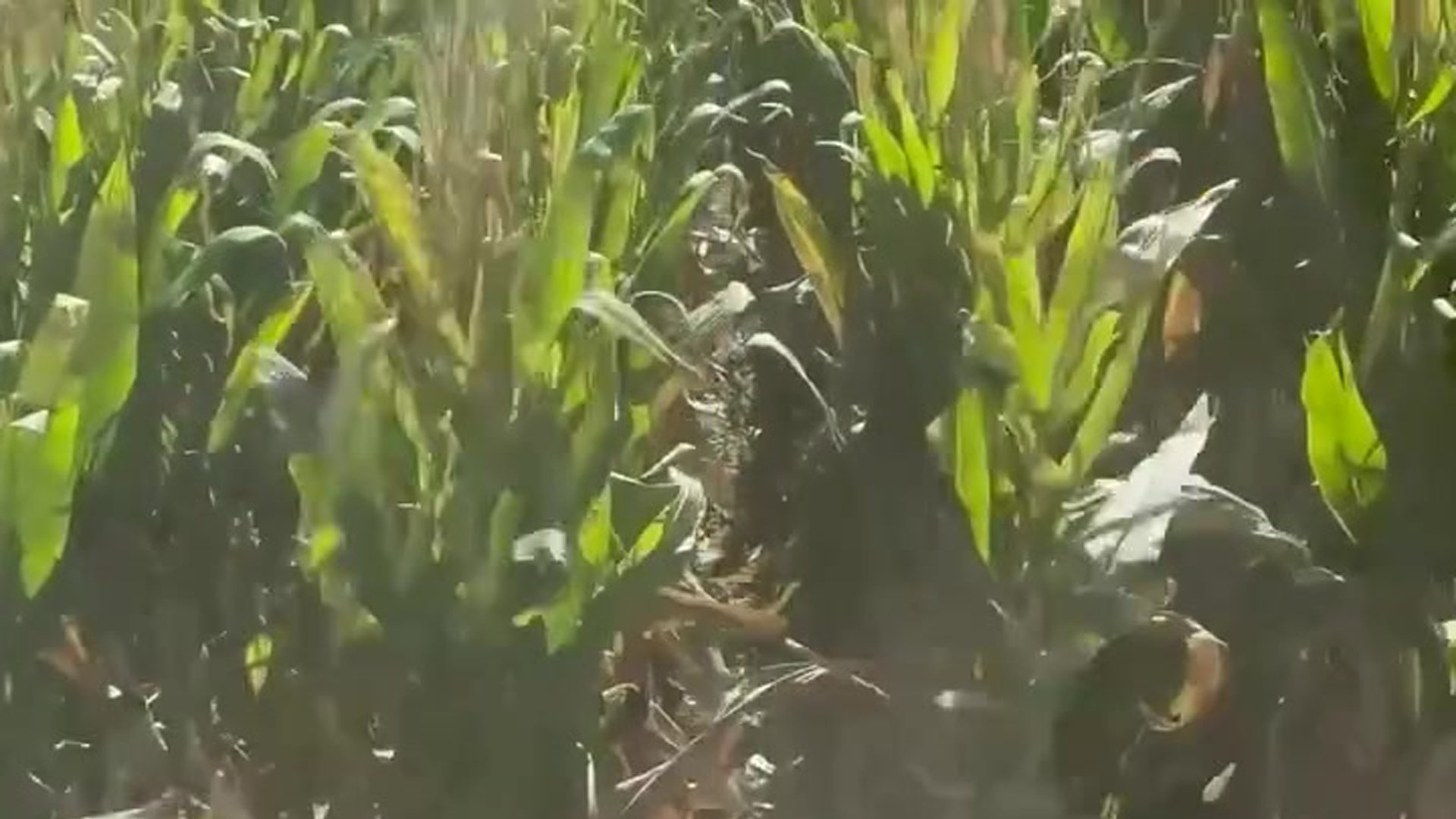 Loading these trucks is an art form