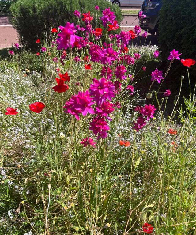 Resident stuns with photo of 97-year-old neighbor's breathtaking front ...