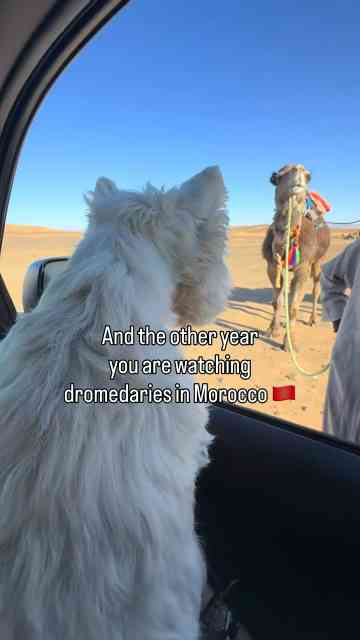 Making furiends around the world – from Lapland to Morocco