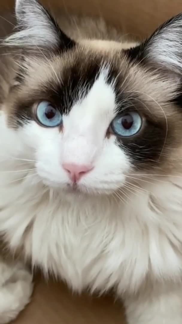 Benefícios de ter um gato