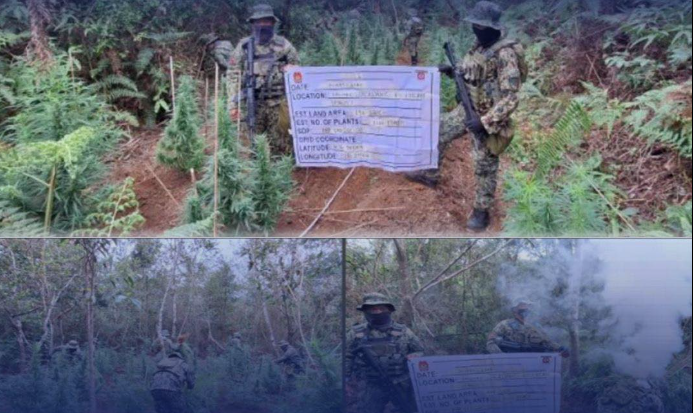 PNP eradicates P4.8-M worth of marijuana in Benguet plantation