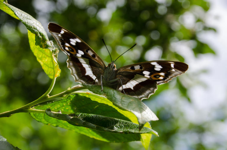 Bird, butterfly and dragonfly numbers soar at flagship rewilding project