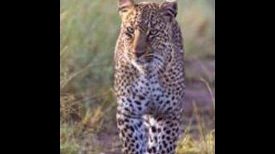 Big cat attacks in Lakhimpur: Woman killed, man injured in two separate ...