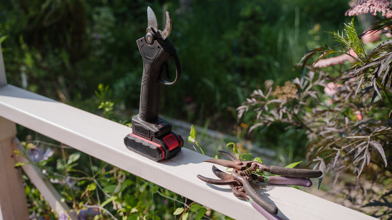 You'll want to remember the simple three Cs rule when pruning plants