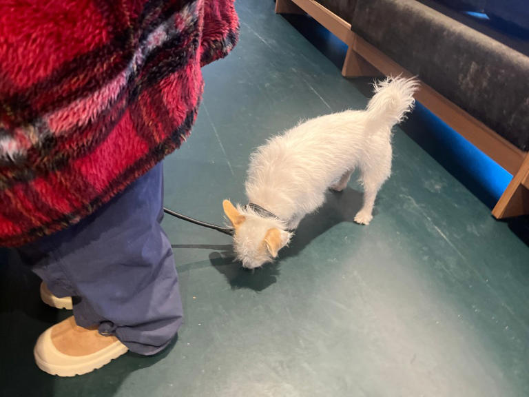 Dog attack at buzzy NYC bakery Birdee sparks debate about pooches in ...