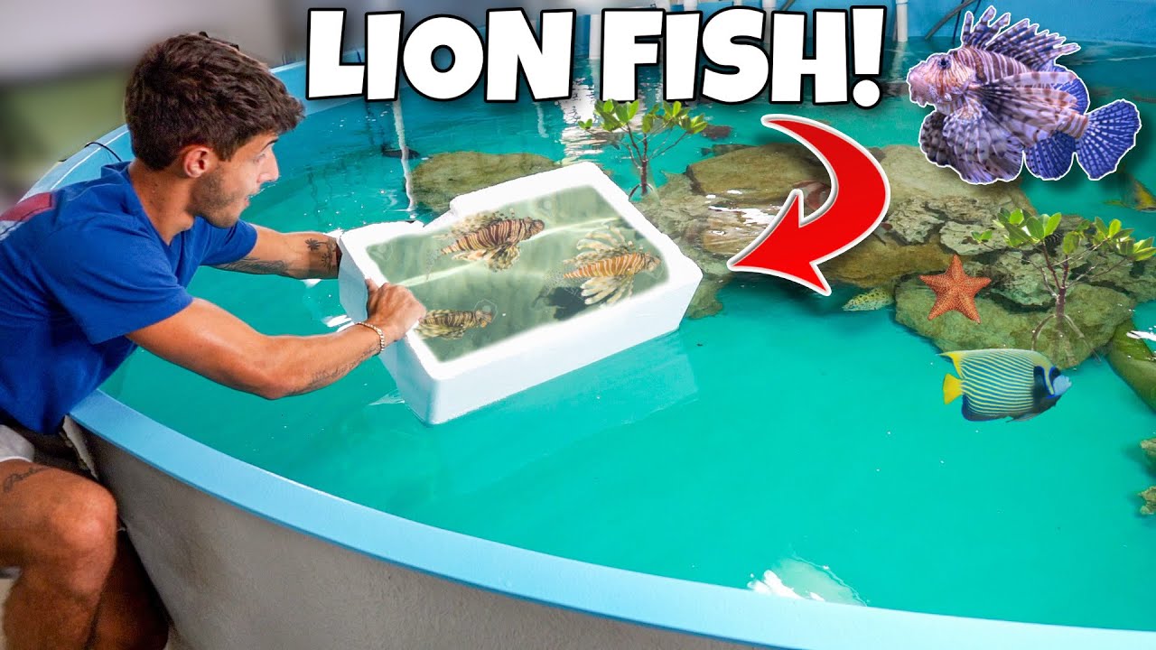 Transferring invasive lionfish to a massive 6,000-gallon pond!