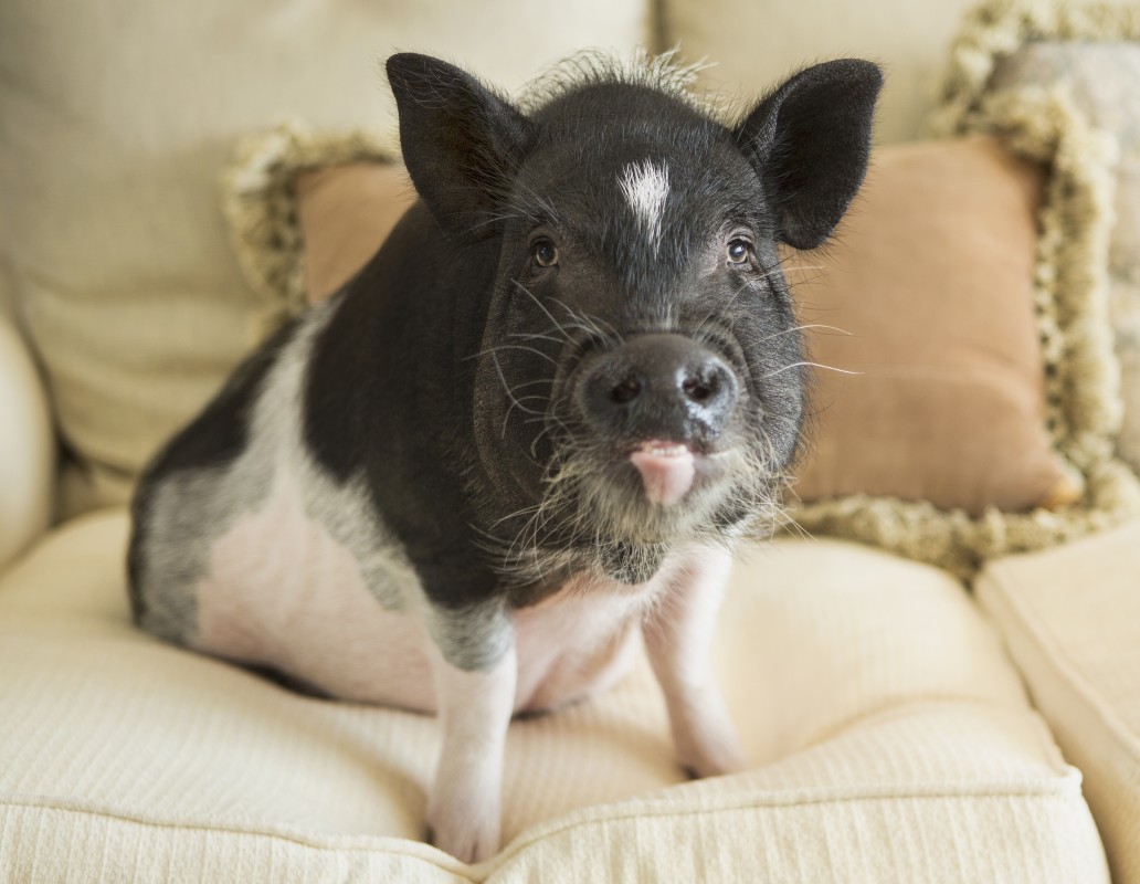 Pig paces the house until something finally calms him down