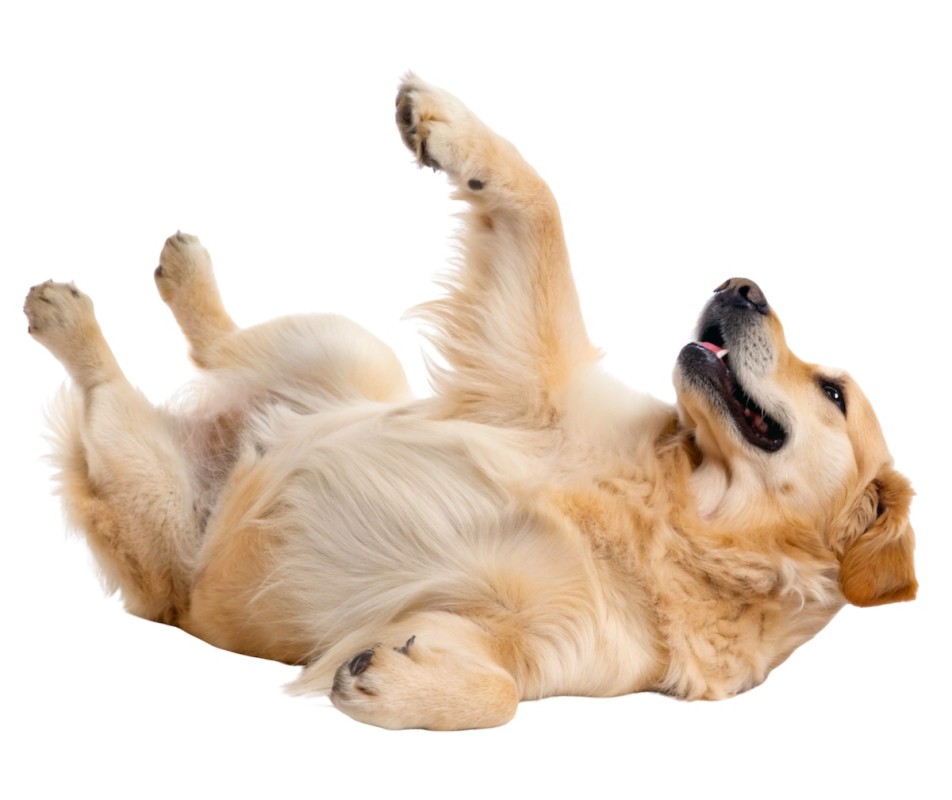 Golden retriever is completely blissed out as a duck toy rests on his belly