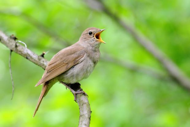 Rare red-listed birds on the rise at special rewilding estate in Sussex