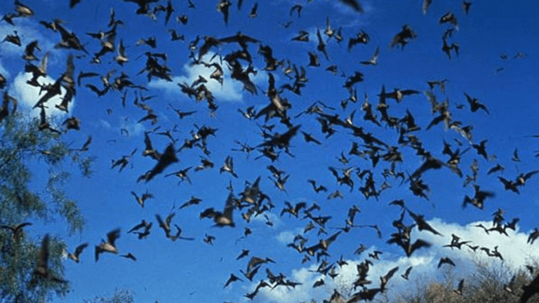 DSHS, Hays County Judge Ruben Becerra confirms rabies outbreak in wildlife