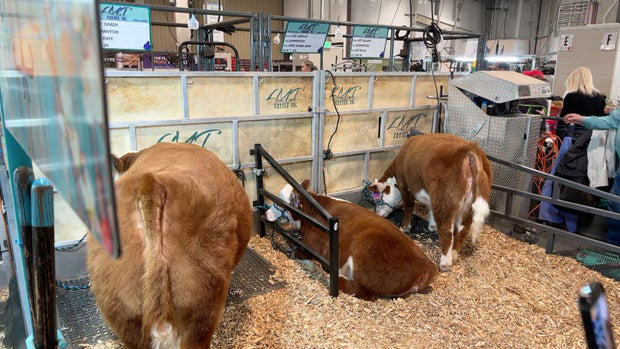 National Western Stock Show in Denver celebrates its 120th year, "It's ...
