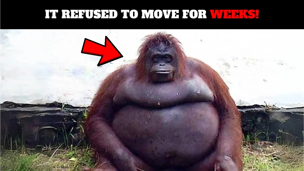 Orangutan remains in one spot for weeks until caretakers discover the ...