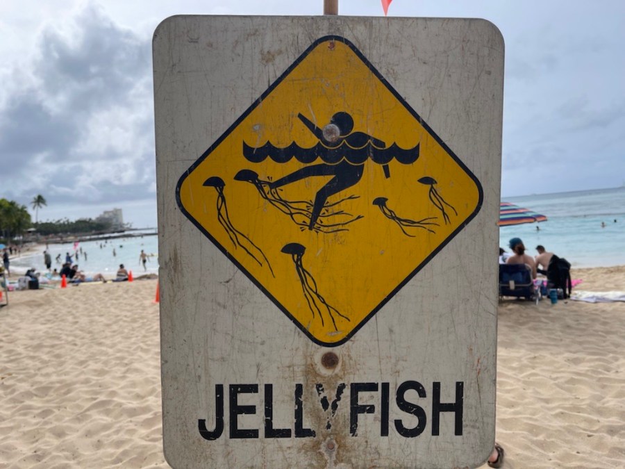 Box jellyfish advisory issued after four people stung in Waikiki