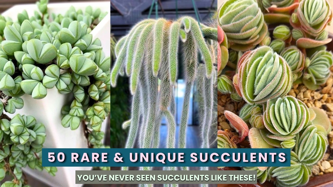 50 rare & unique succulents | Hard to find succulent types for indoor ...