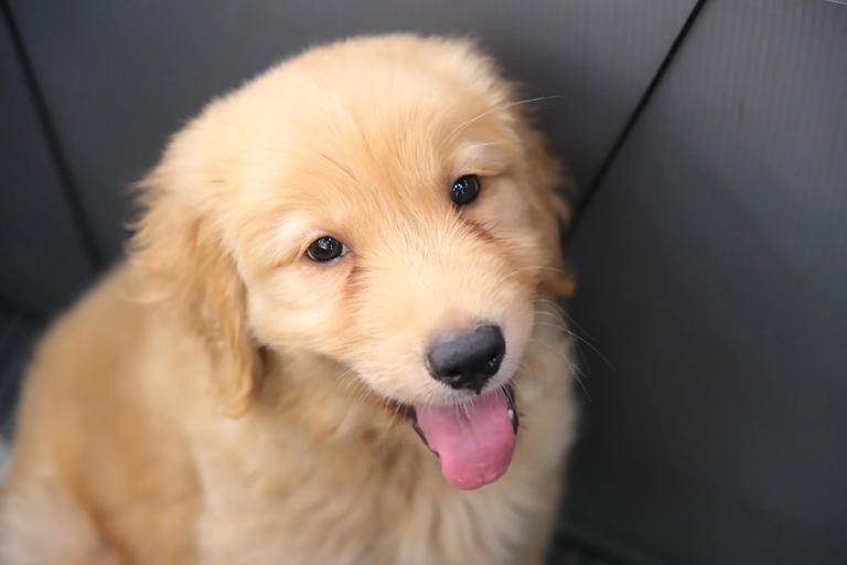 Golden retriever puppy refusing to sleep in crate brings the cutest ...