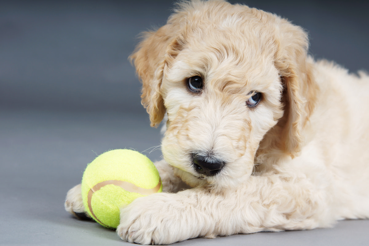 Goldendoodle's ball pit fun interrupted by puppy in the cutest, chaotic ...