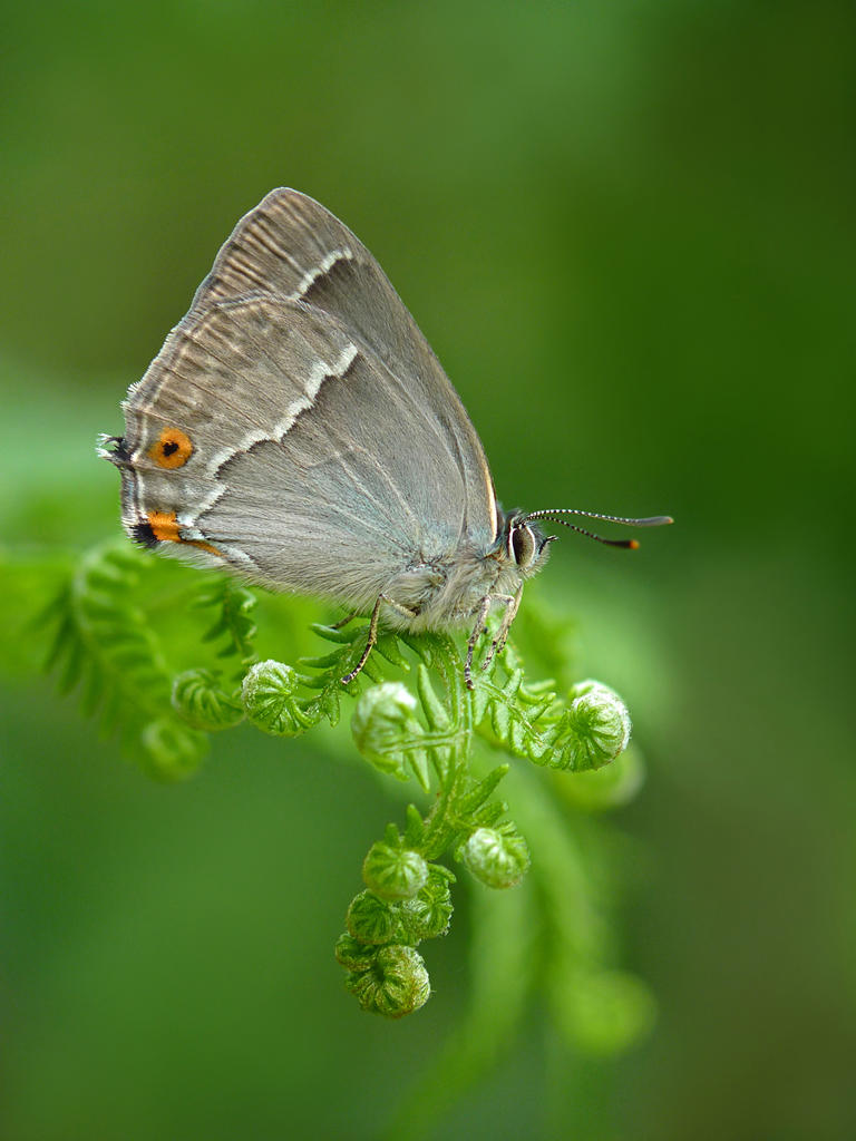 Bird, butterfly and dragonfly numbers soar at flagship rewilding project