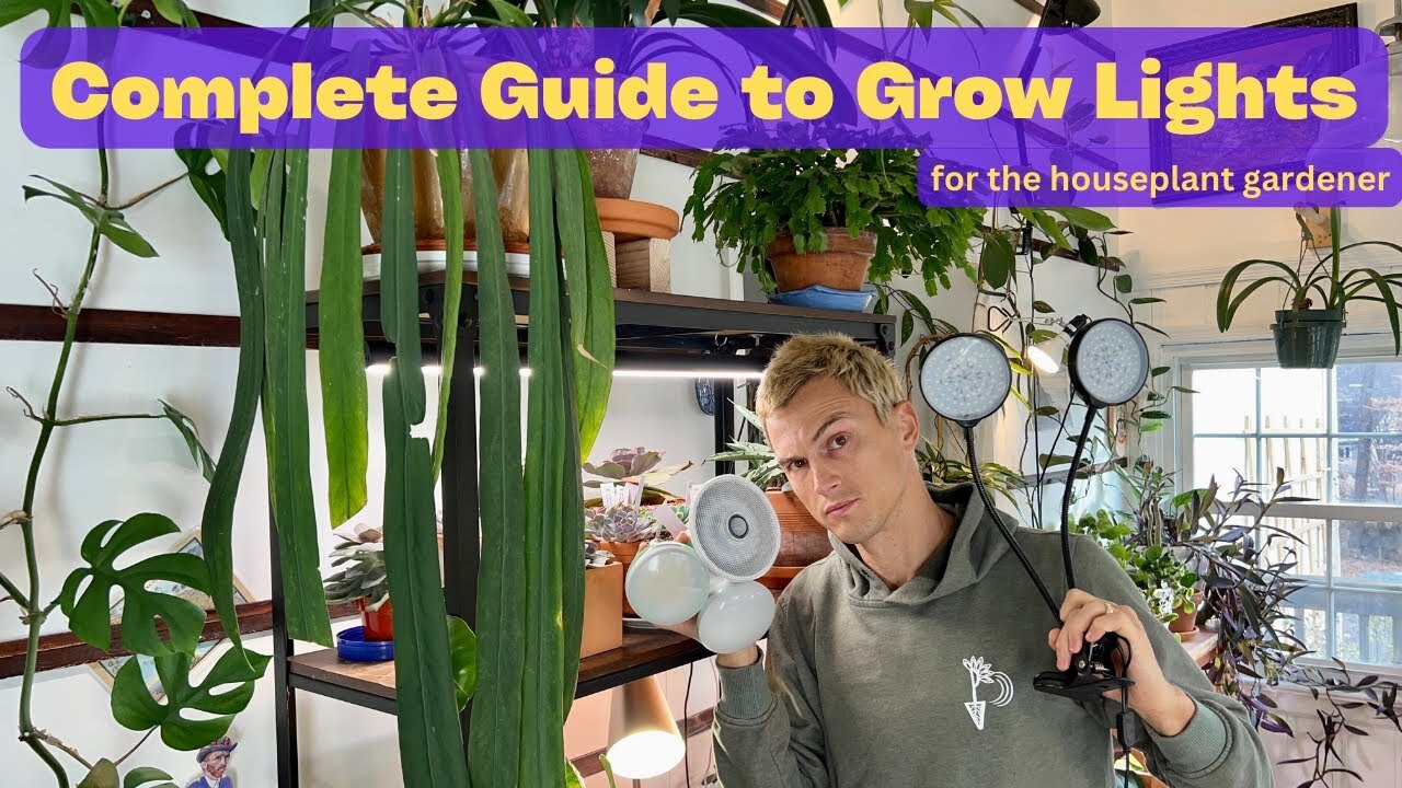 How to use grow lights for indoor plants - complete guide