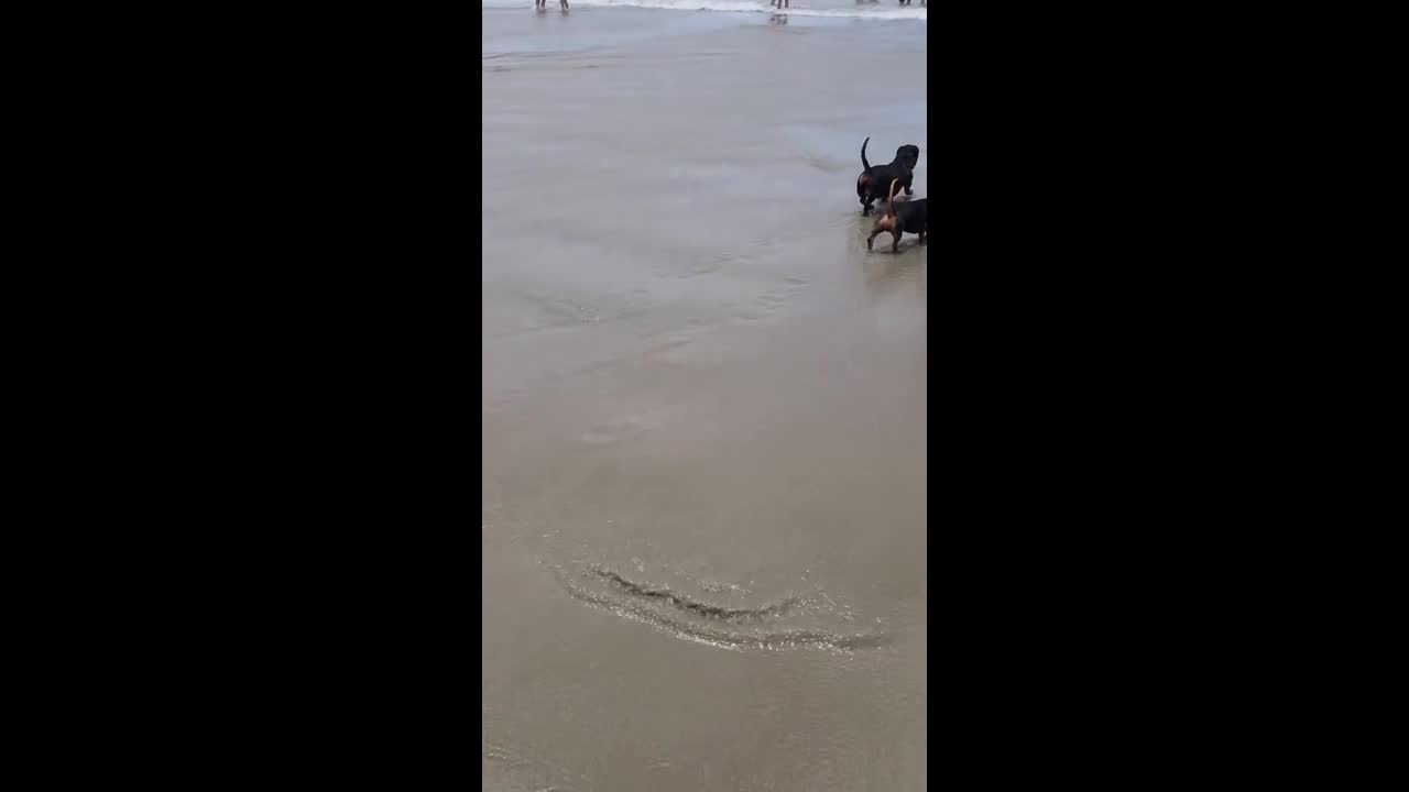 Playful dachshunds enjoy seaside adventure in Praia Grande, São Paulo ...