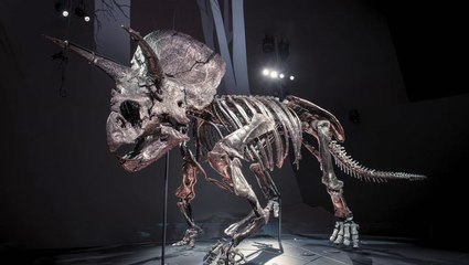 One of the most complete triceratops skeletons in the world