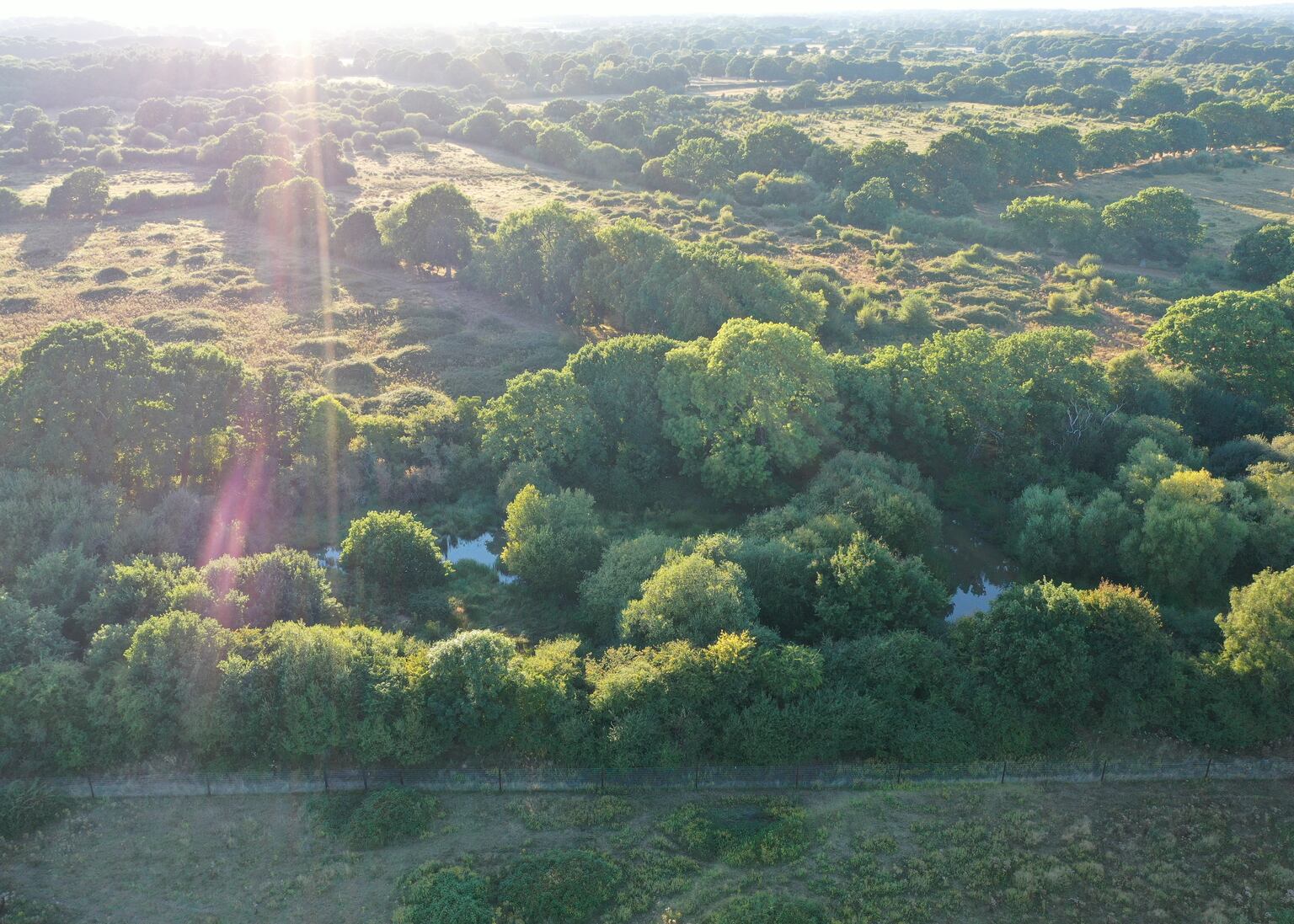Bird, butterfly and dragonfly numbers soar at flagship rewilding project