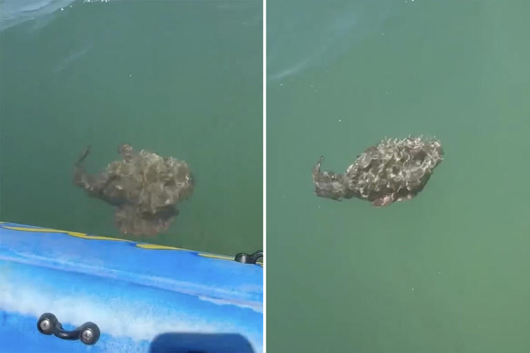 Kayaker spots 'rare' sight off popular Aussie beach: 'Not normal'