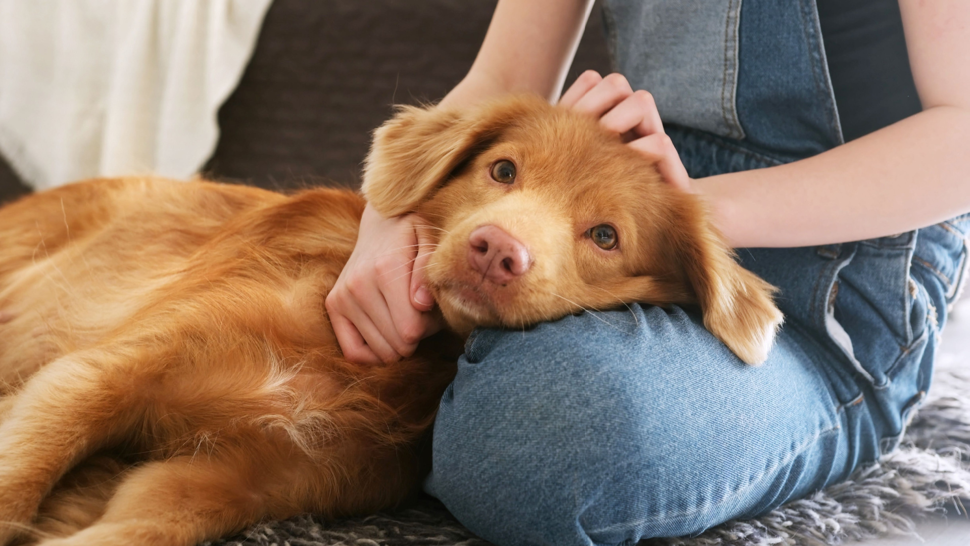 7 subtle dog behaviours that signal emotional dependence
