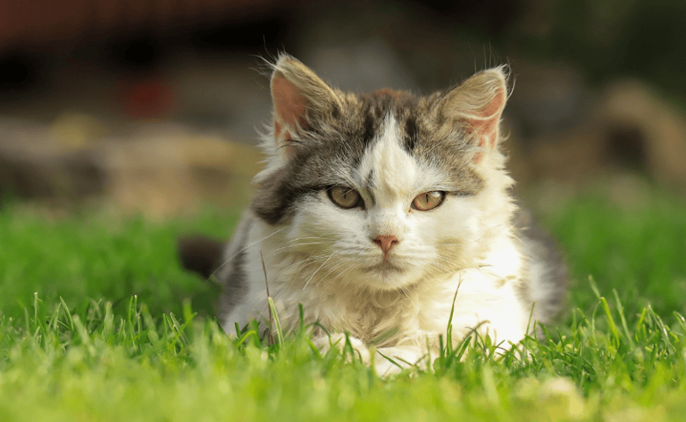 What you see as annoying or hateful, your cat sees as love, experts ...